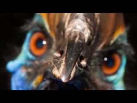 A bird kills its owner