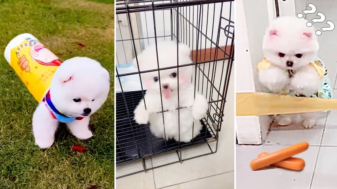 Cute show可爱秀-Cute Pets Collection可爱动物合集.115 - YouTube