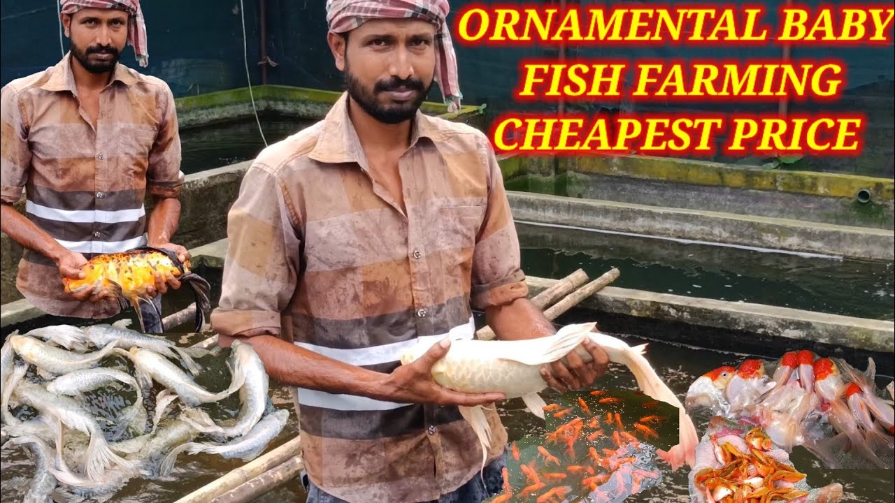 ORNAMENTAL BABY FISH FARMING 🐕 AQUARIUM FISH FARMING AT HOME🐕 MILKY KOI ...
