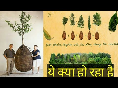 Burial Pod Tree || Organic Burial Pods that Turn Bodies into Trees ...