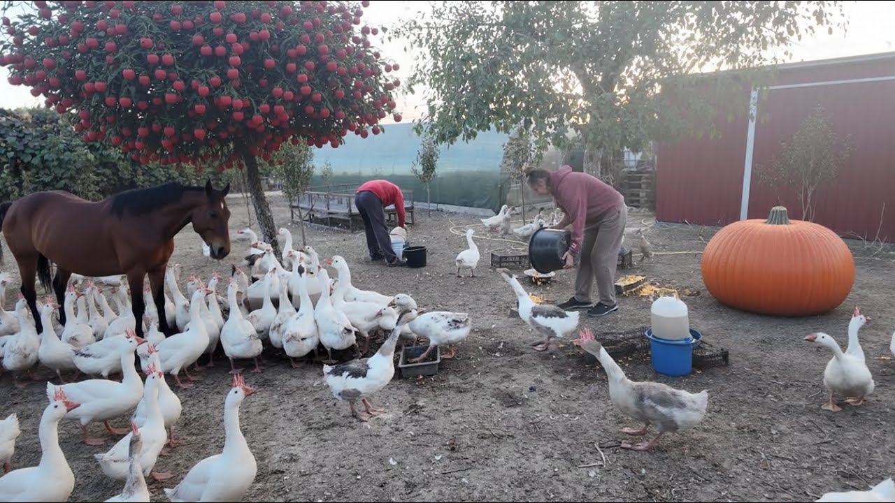 🌾 Life in the Village | 🦆 Feeding Geese & Chickens 🐓🥚 Collecting Eggs 🌿 ...