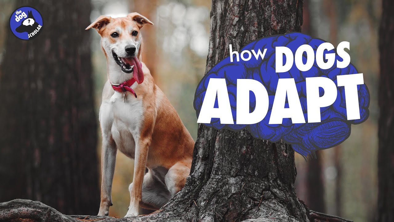 Can Dogs Adapt to Anything? - YouTube