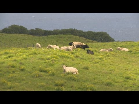 Happy Hawaiian Cows