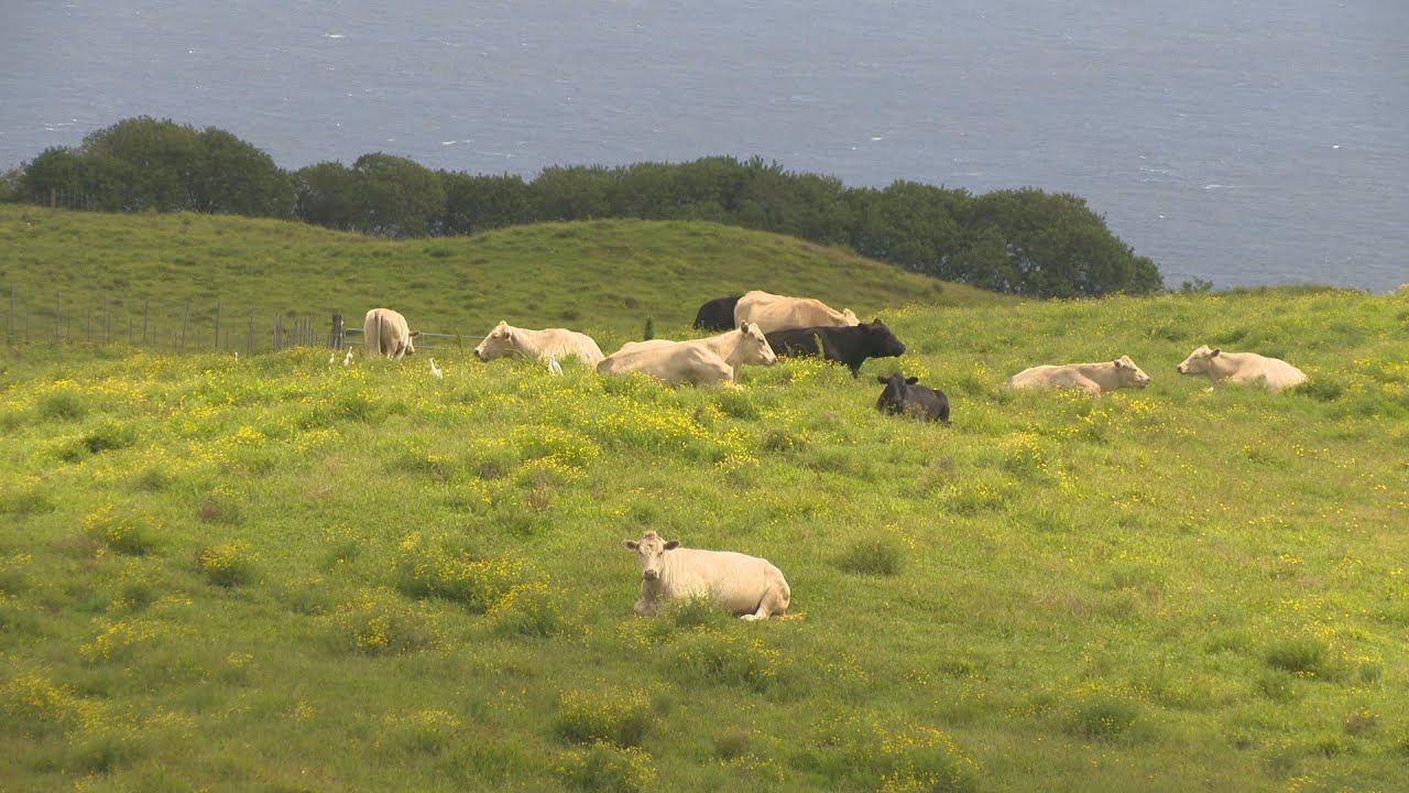 Happy Hawaiian Cows - YouTube