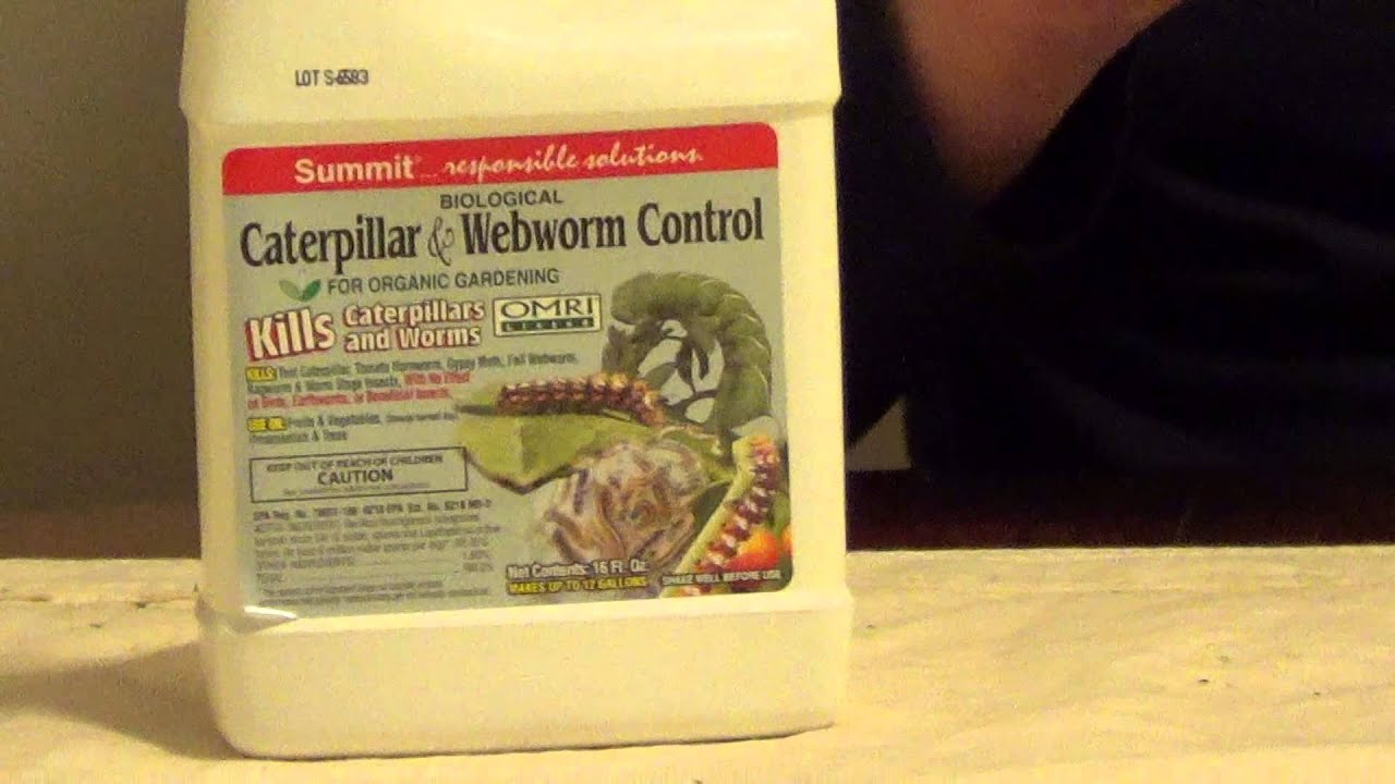 Biological Caterpillar & Webworm Control - Bacillus Thuringiensis - YouTube
