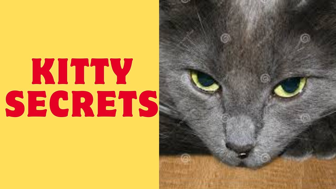 "Secret Kitty Care: The Grown-Up Guide to Keeping Your Fuzzy Friend ...