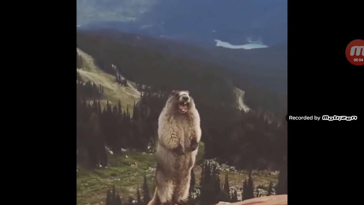 Animal shouting - YouTube