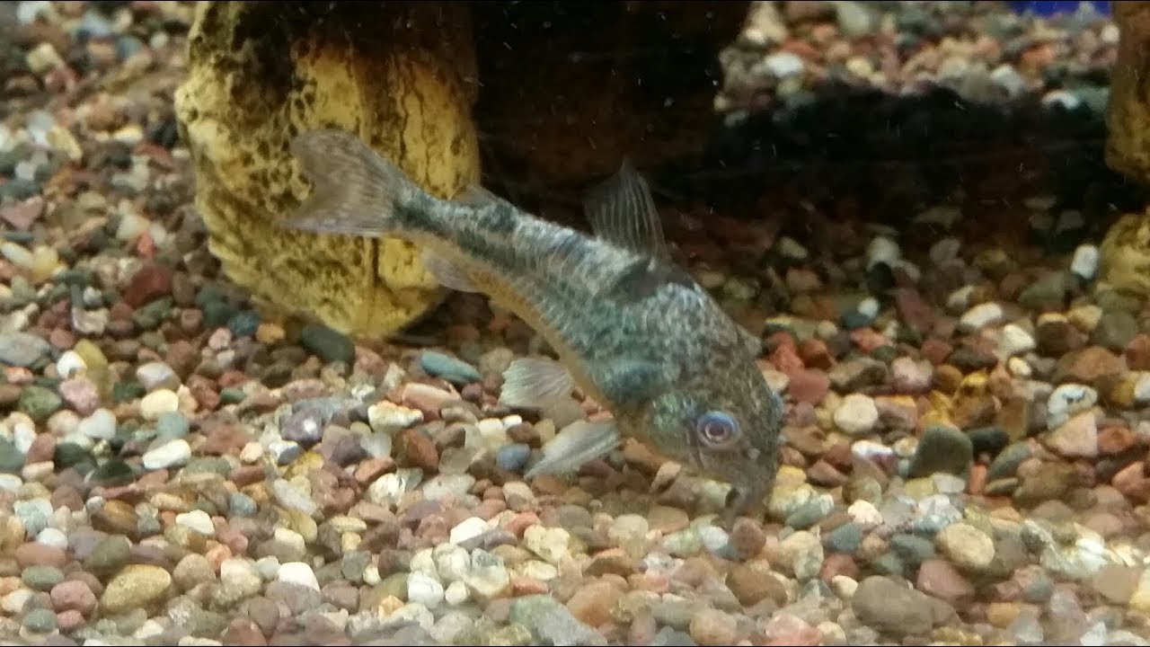 Incredible LFS Find! Biggest Peppered Cory I've Ever Seen!!! Corydoras ...