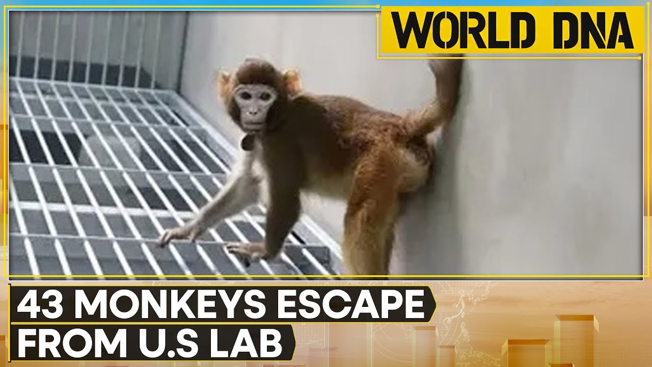 43 Monkeys Remain On The Run From South Carolina Lab, CEO Thinks They're Having An Adventure ...