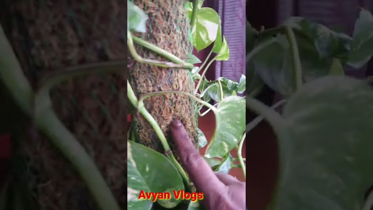 Mani Plant Decoration - YouTube