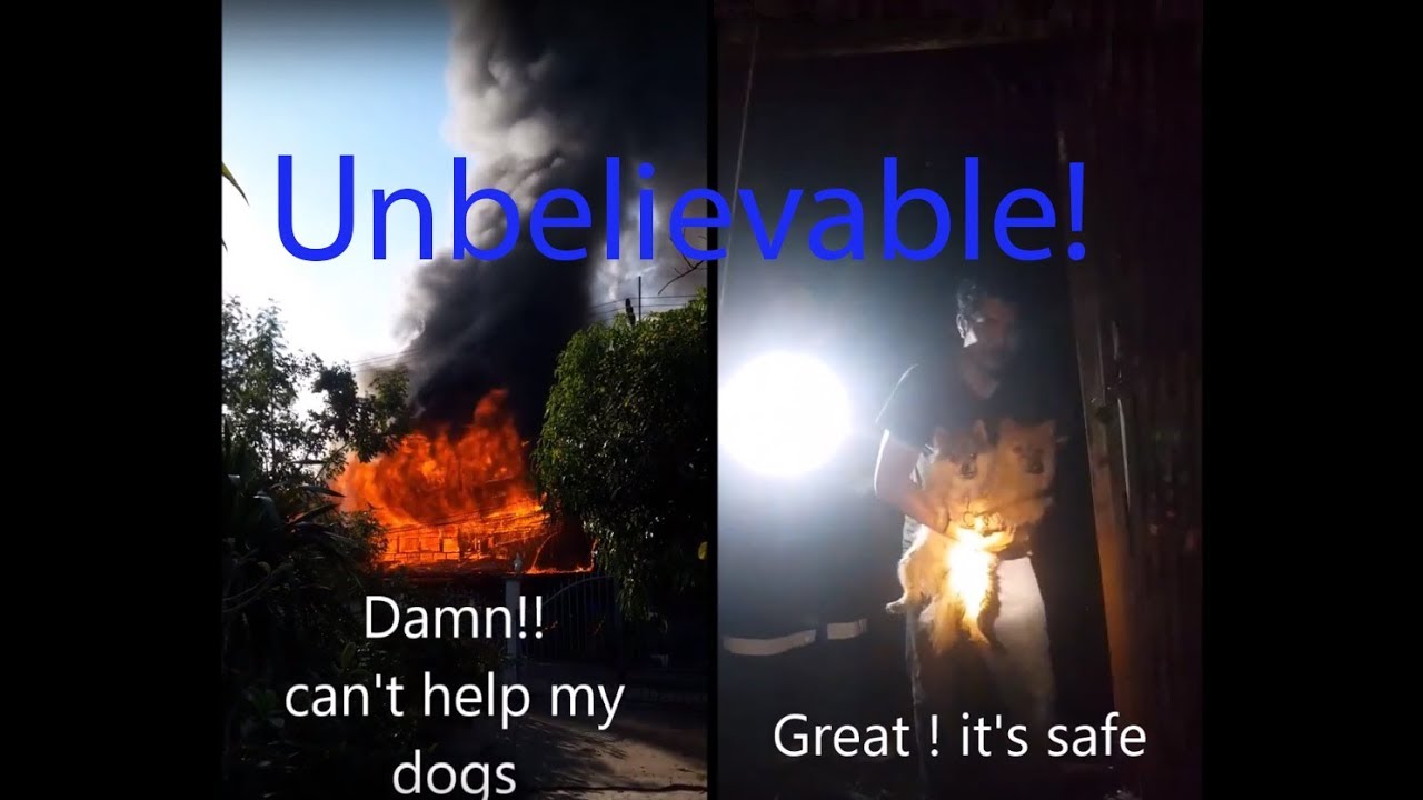 Incredible Survival of two dogs on fire - YouTube