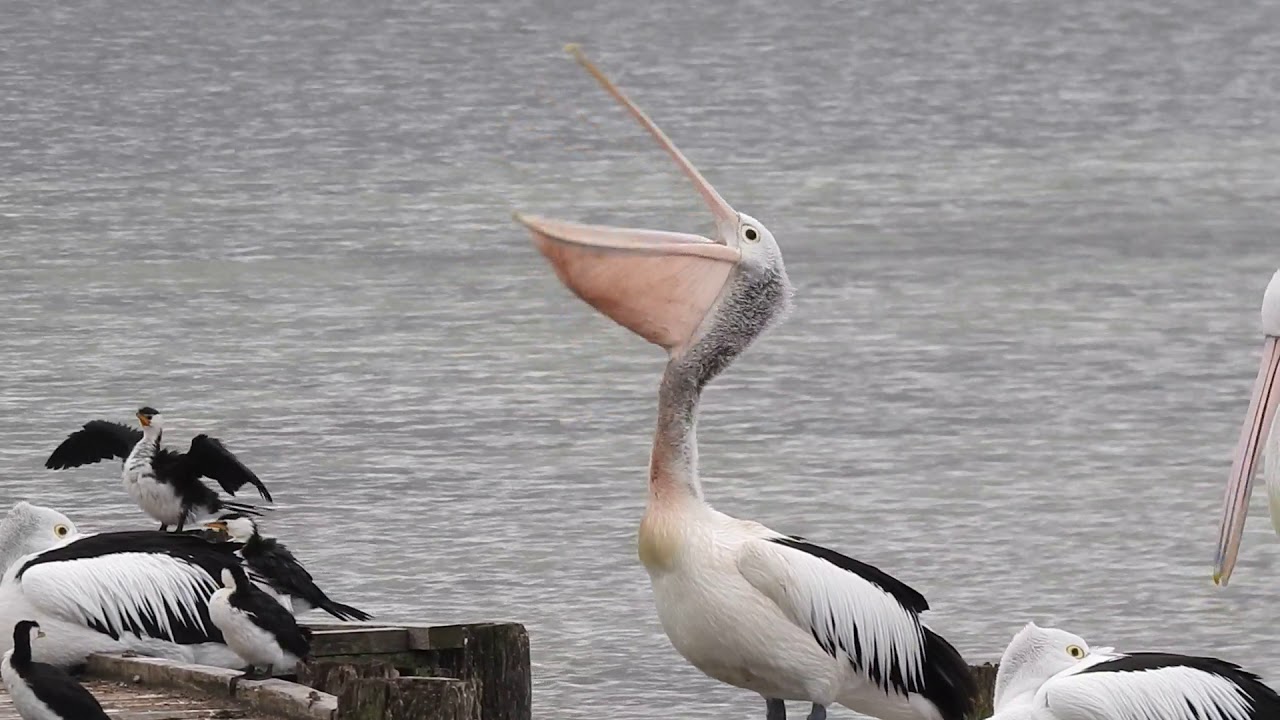 pelican stretch - YouTube