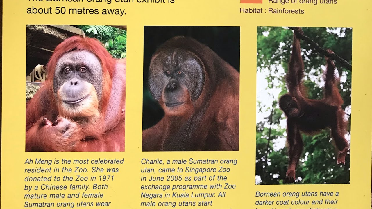 14.SINGAPORE ZOO(JANUARY2020)AH MENG,CHARLIE & FRIENDS ORANGUTAN #🦧 # ...