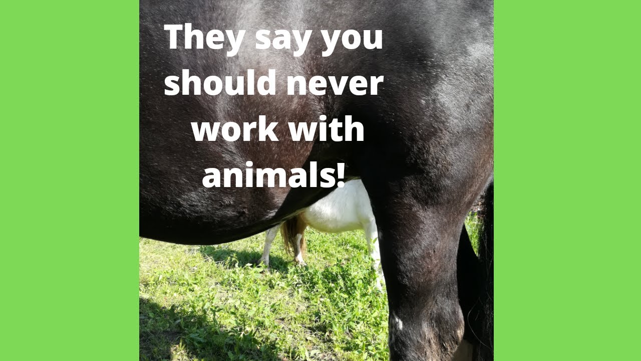 They say never work with animals - YouTube