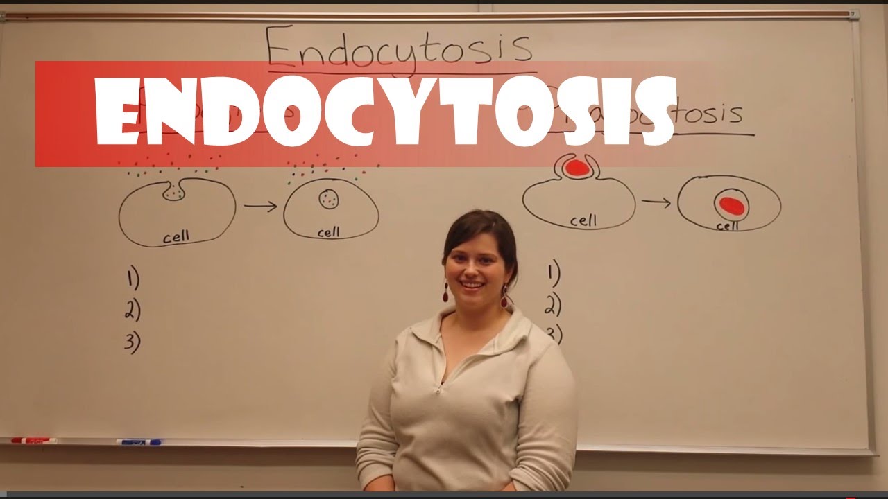 Endocytosis (Pinocytosis & Phagocytosis) - YouTube