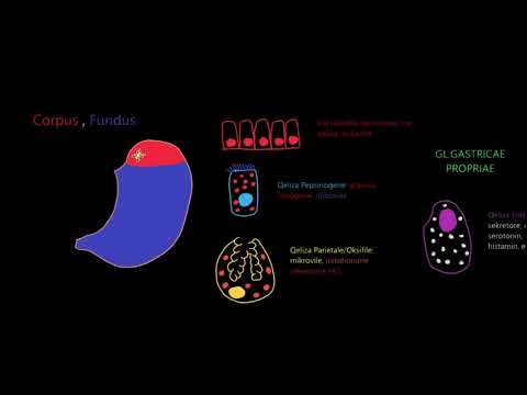 Anatomia dhe Histologjia e Lukthit e detajuar - YouTube