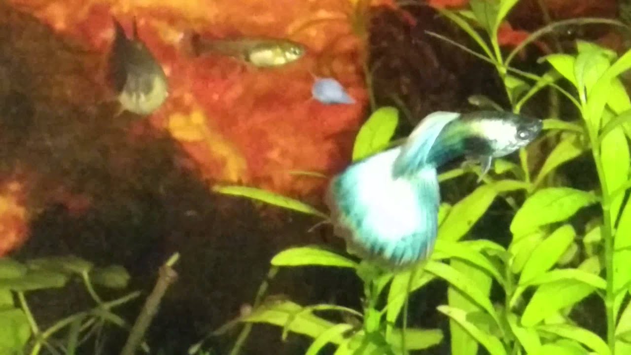 Green Moscow Guppy with wifes, kids and baby's. - YouTube