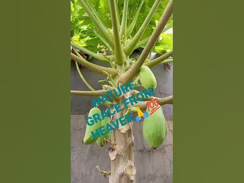 November 19, 2022 MY PAPAYA FROM BACKYARD - YouTube