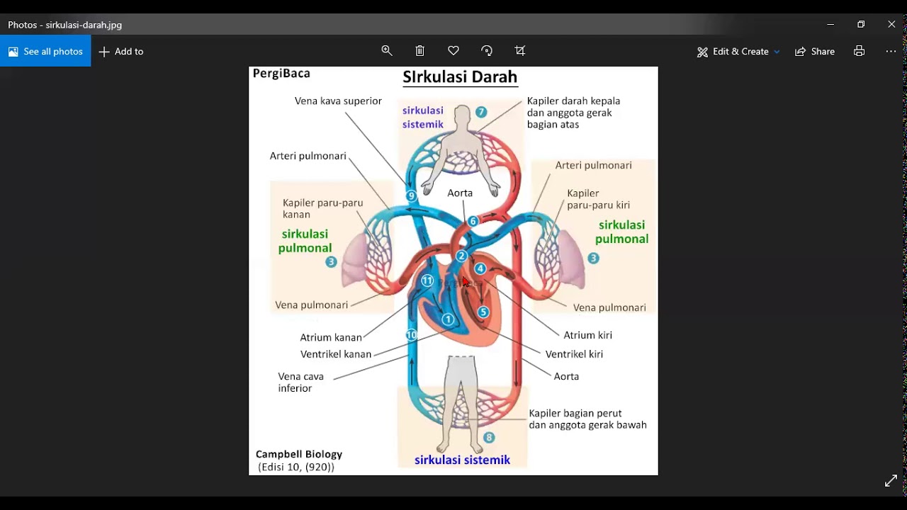 Mekanisme Peredaran Darah Besar dan Peredaran Darah Kecil - YouTube