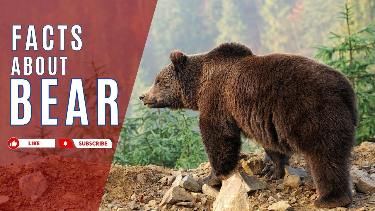 Facts About Bear | Bear Facts | Amazing facts about bears - YouTube