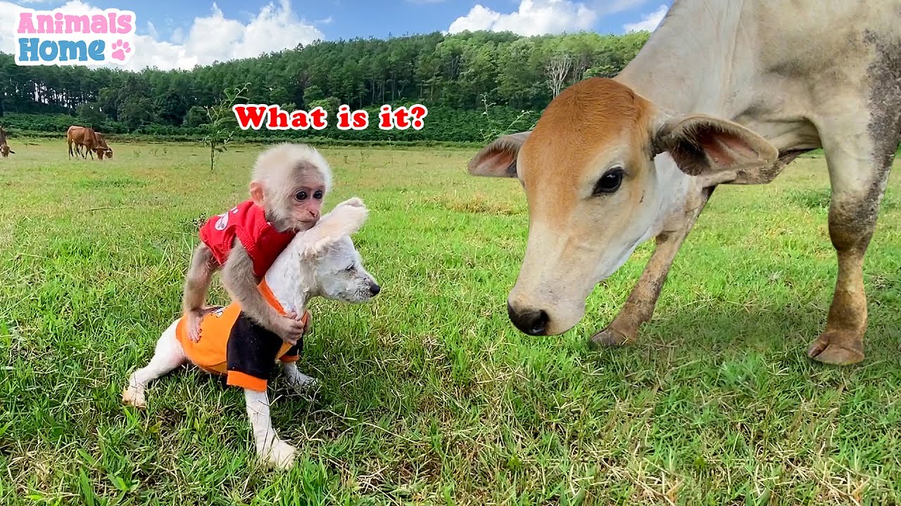 BiBi monkey's reaction when she sees the cows - YouTube