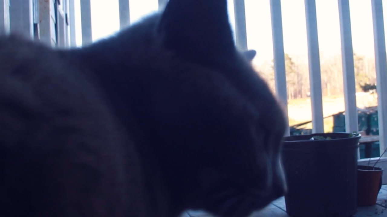The Stray, film by Ari Bradley - YouTube