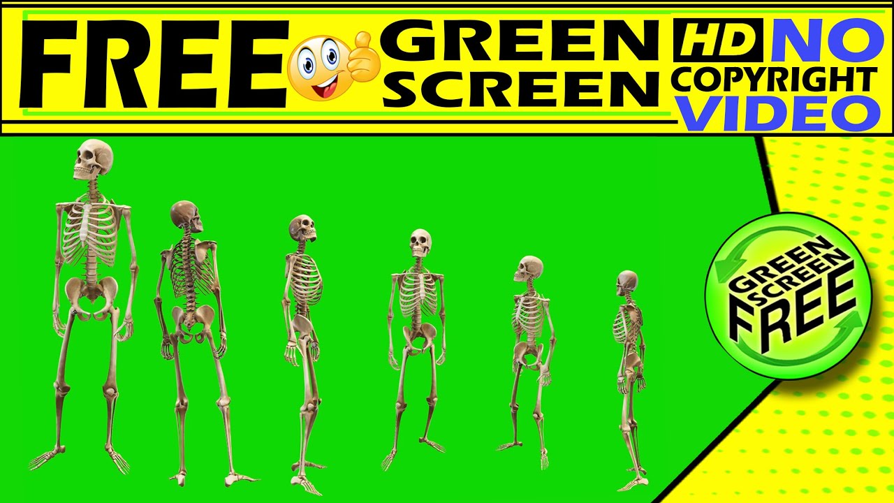 Human Skeleton | human bones | skeleton body | bones in body | skeleton ...