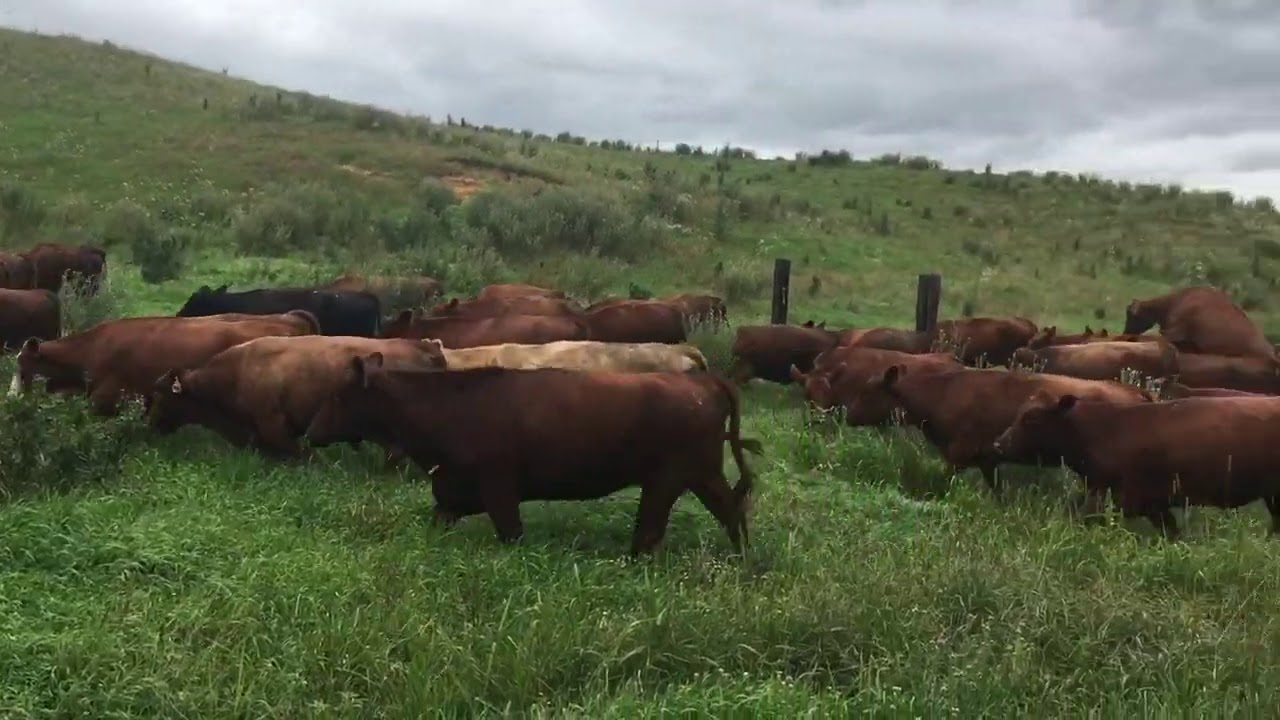 Keep The Cows Moving - YouTube