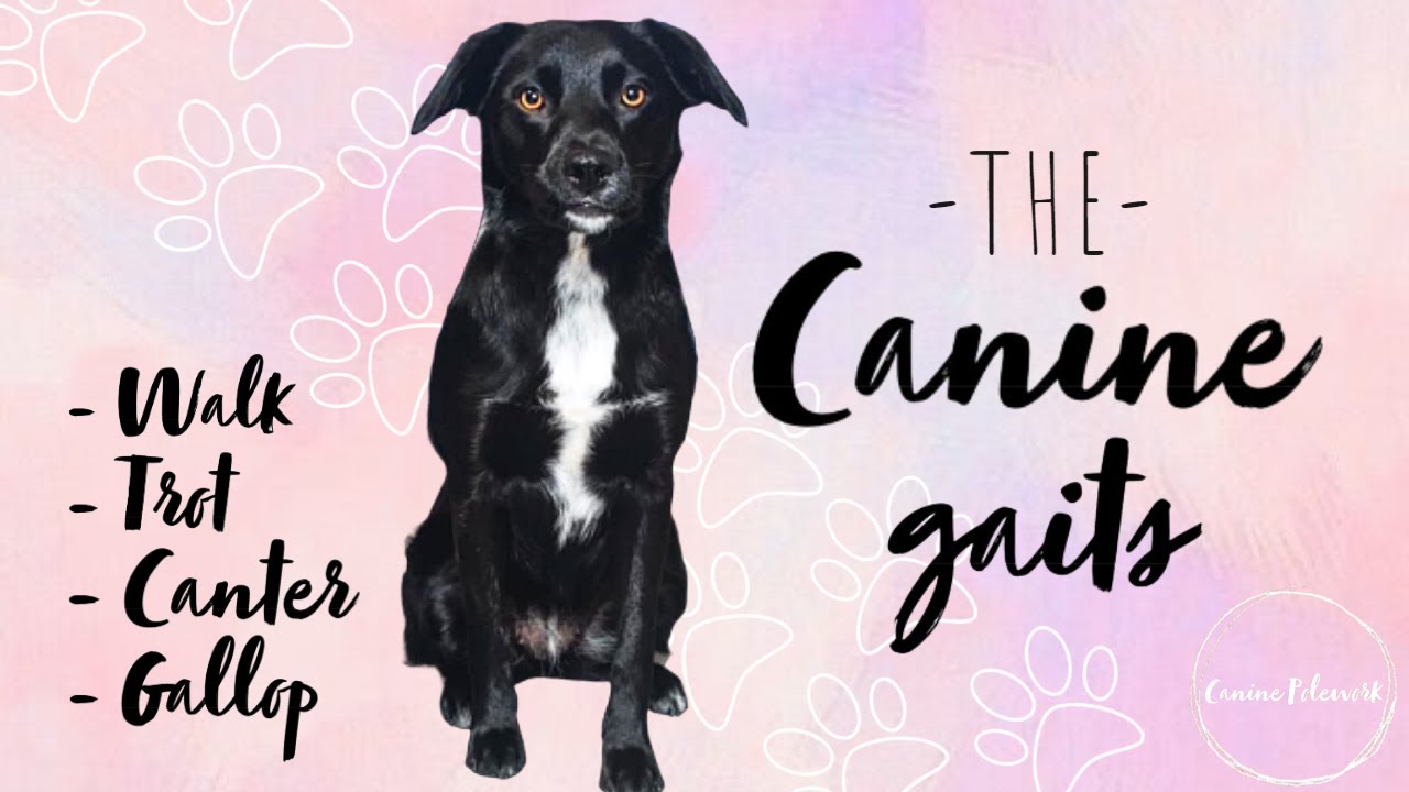 The Canine Gaits - Walk, Trot, Canter, Gallop | Canine Polework - YouTube
