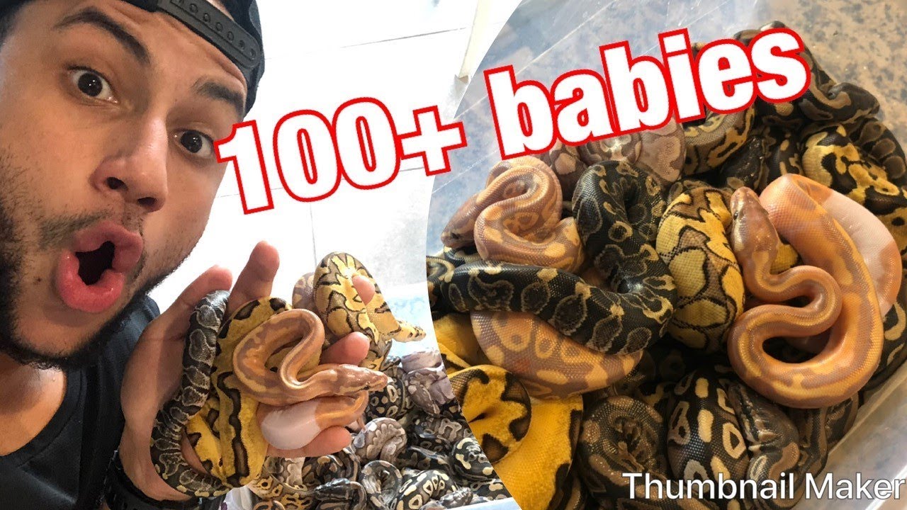 BUNCH OF BABY PYTHONS - YouTube