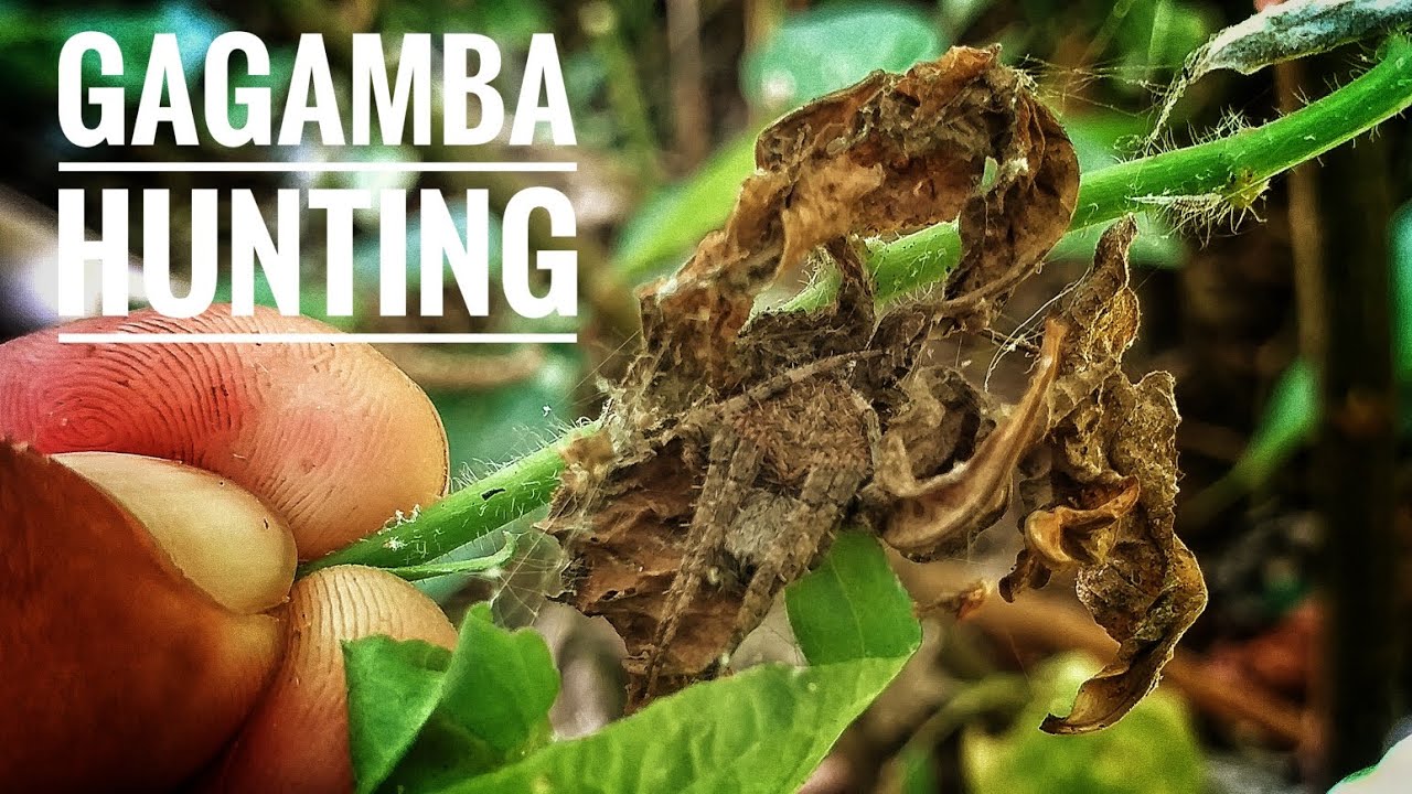 Gagamba Hunting 3 - YouTube