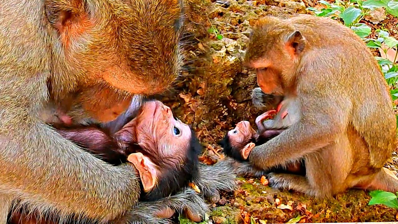Heartwarming Baby Monkey Clinging To Mom Is Too Cute! Sweet, Beautiful ...