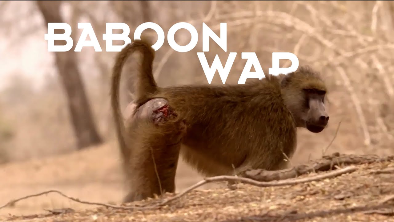 Baboon Troops Clash Over Territory | Surival war - YouTube