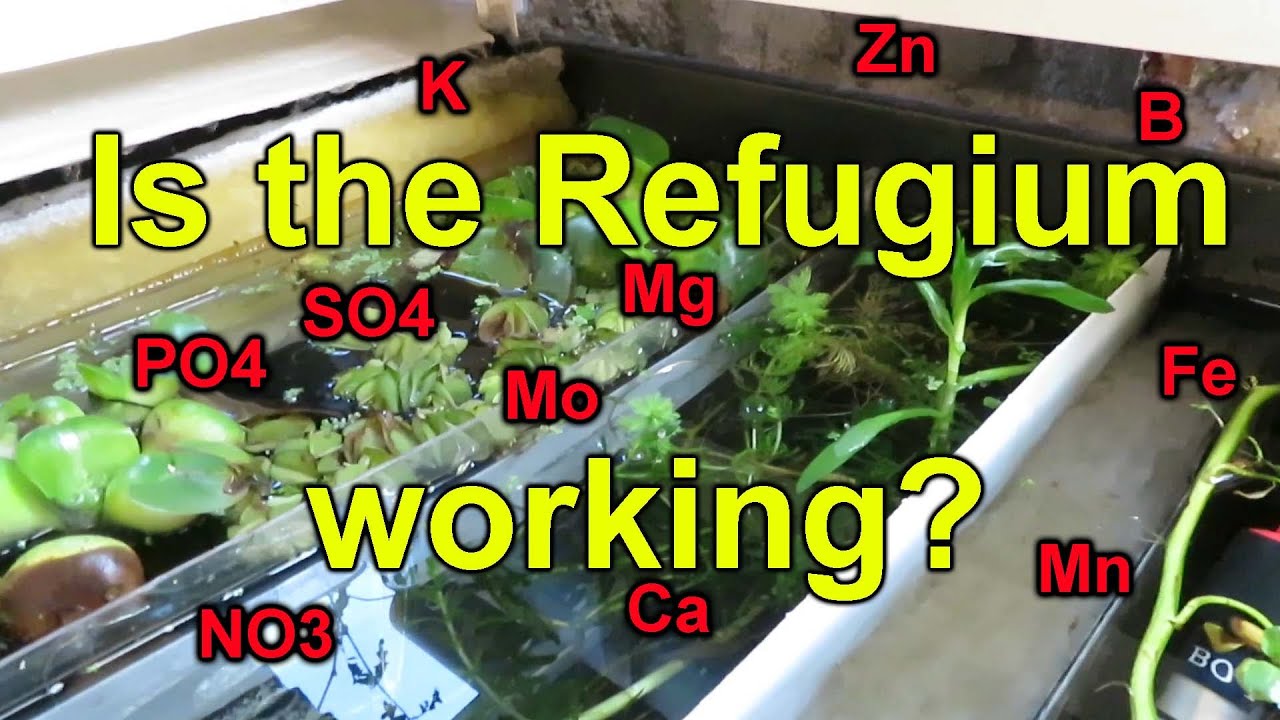 A refugium for an aquarium of fish, shrimp or turtles – Initial ...