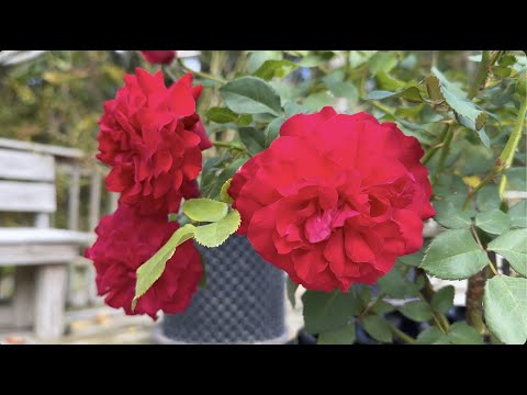 Redder Than Red - 1st Year - October Flush - YouTube