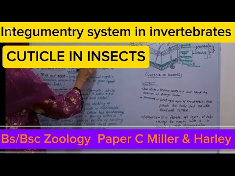 CUTICLE IN INSECTS || Integumentary system in multicellular ...