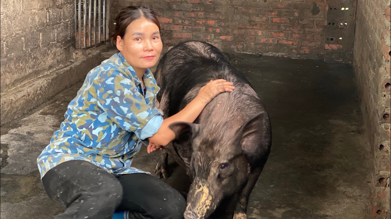 Pig farming, moving sows to breeding houses, selling pigs ⁠#rurallife # ...