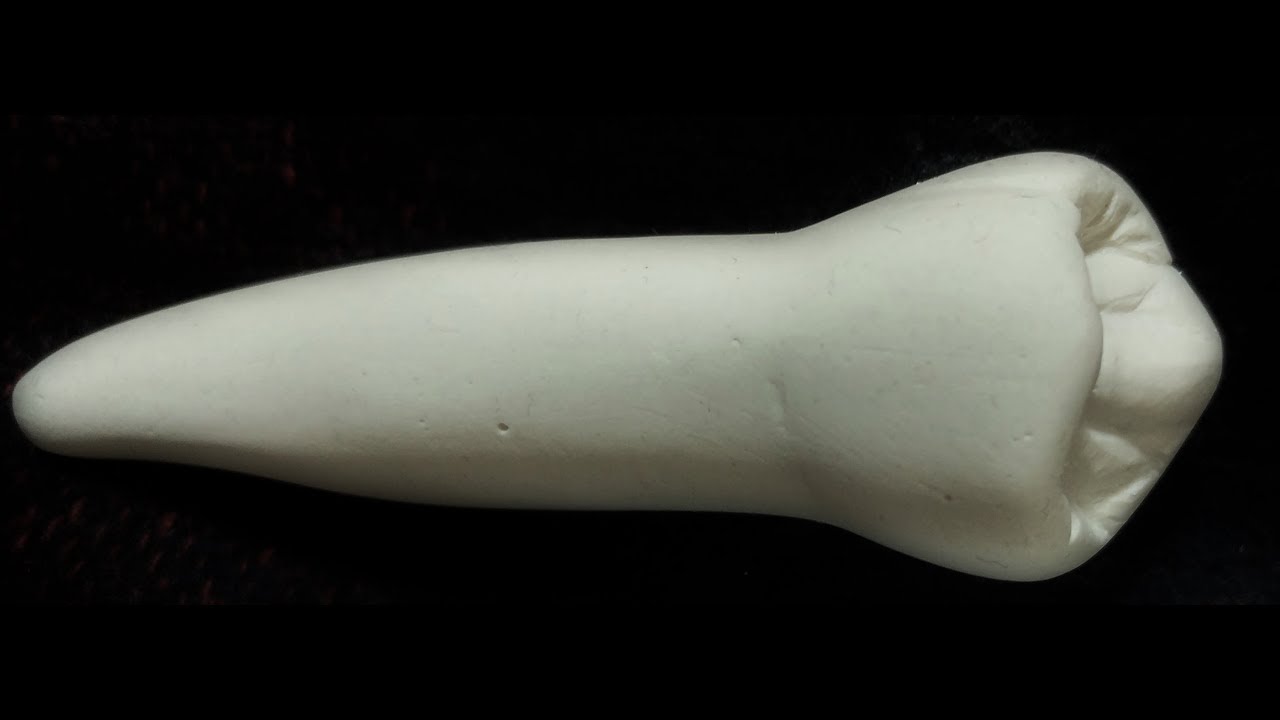 DENTAL ANATOMY-MANDIBULAR 1. PREMOLAR - ALT 1. KÜÇÜK AZI DİŞİ - CARVING ...