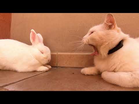 Farting rabbit - inspired by Binky & Brownie - YouTube