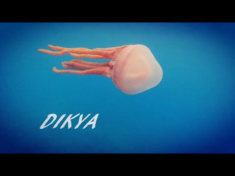 DIKYA!! featuring Pelagic Jellyfish and Crystal Jellyfish - YouTube