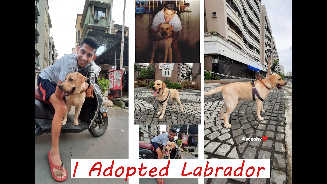 I Adopted a Labrador | My New Family Member | Adopt Don't Shop | love ...
