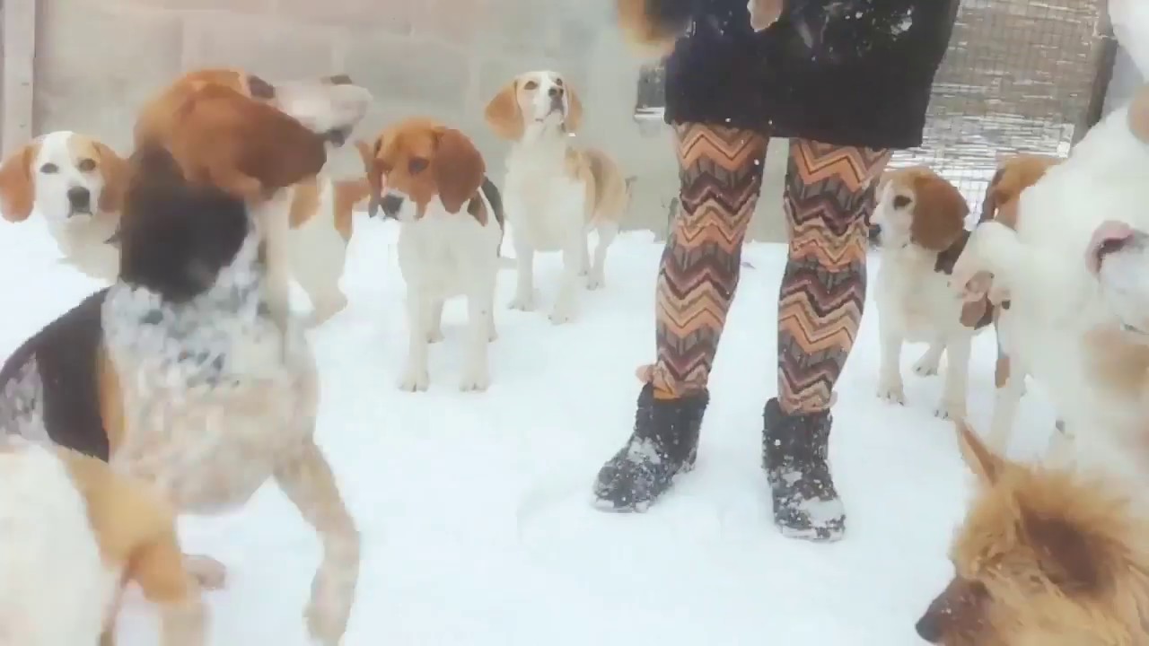Beagle Rescue Hungary... 2018 január - YouTube