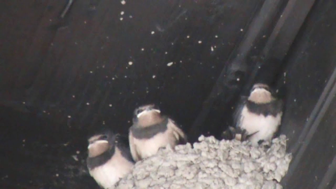 Piccole rondini crescono - YouTube