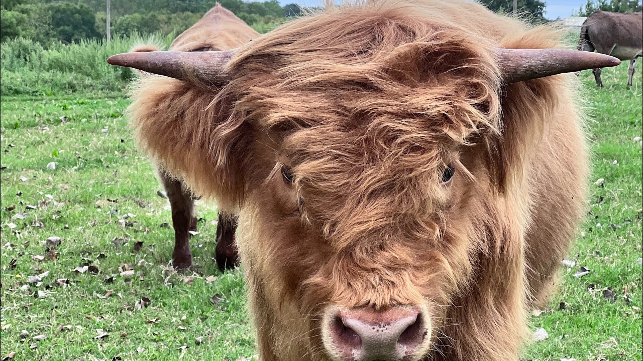 Norman the fluffy Bull relaxing and playing!! - YouTube