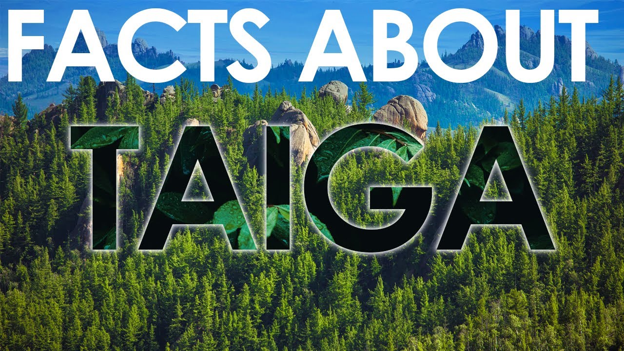 FACTS ABOUT TAIGA FOREST | WORLDS SECOND LARGEST FORET | NORTH AMERICAN ...