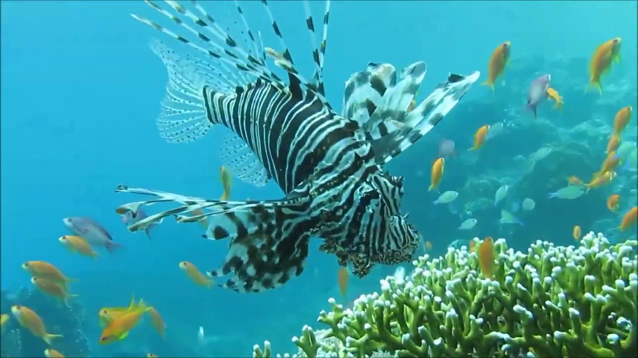 most dangerous fishes in the red sea - YouTube