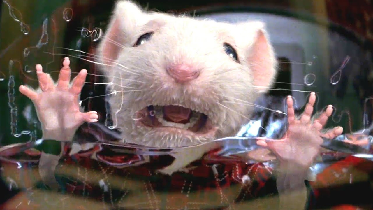 Stuart fica preso em uma lavadora de lavar roupas - Stuart Little 1 ...