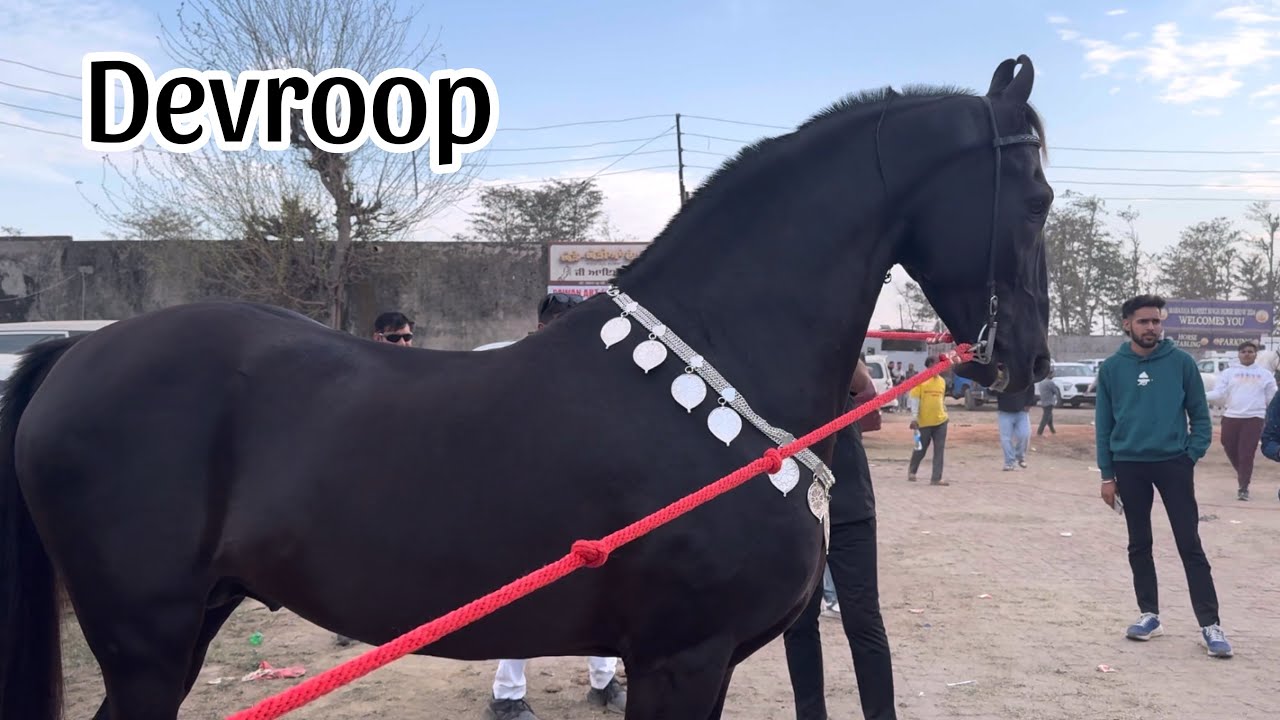 Stallion Devroop - Eye Catching Beauty - Stunning Marwari Horse at Jagraon Horse Show 2024 - YouTube