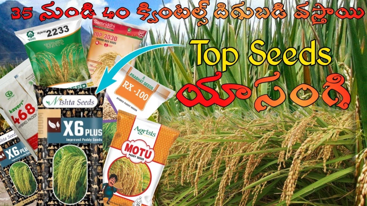వారిలో యాసంగి బెస్ట్ సీడ్స్|| yasangi lo top seeds paddy || x6 Plus ...