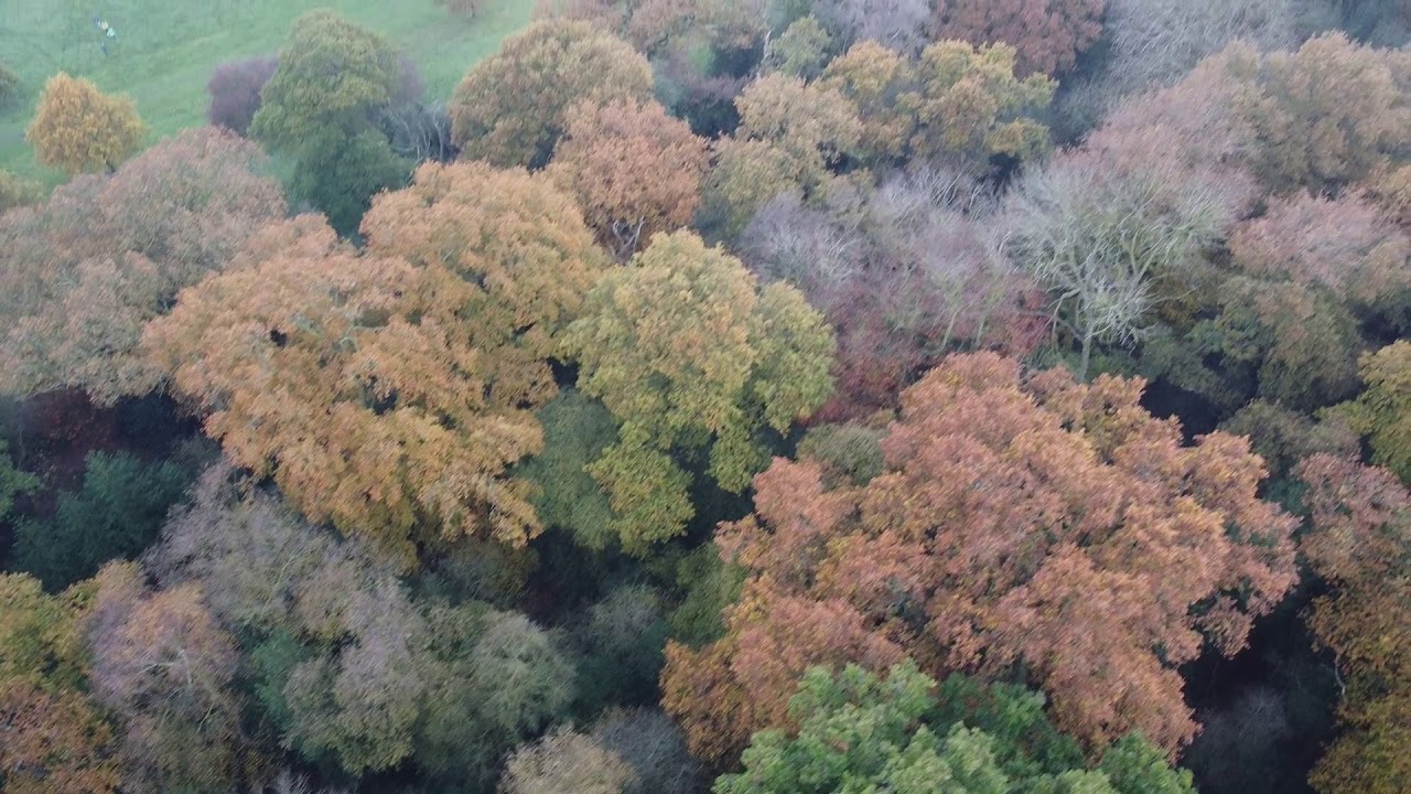 Burton Bushes - YouTube
